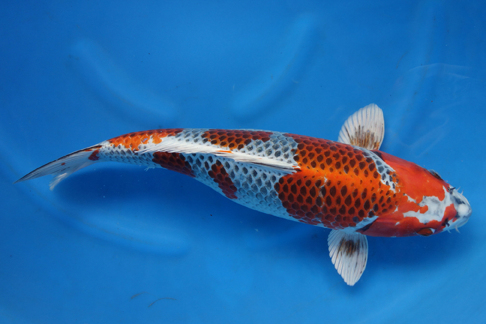 Koi kaufen - Wiggenhauser Gartenbau GmbH